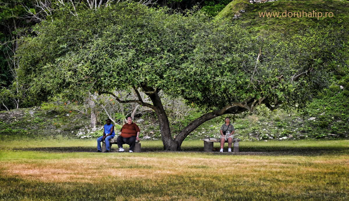 Sub un copac în Belize ⋆ Sandrinio